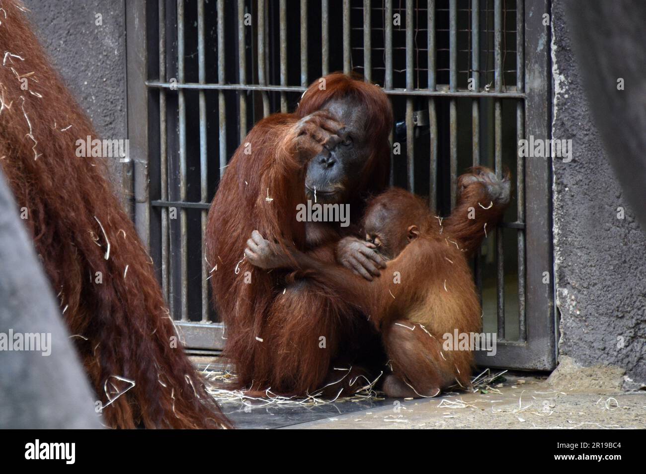 Orangutang mother and baby in captivity Stock Photo - Alamy