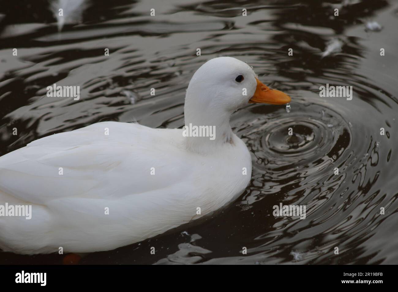 Duck drinking water Stock Photo - Alamy