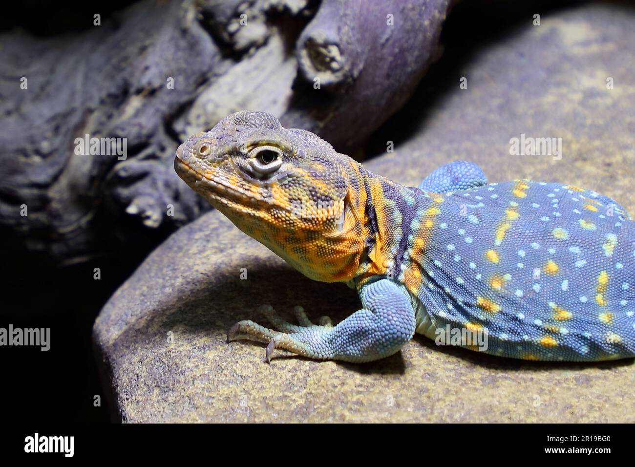 Halsbandleguan / Common collared lizard / Crotaphytus collaris collaris ...