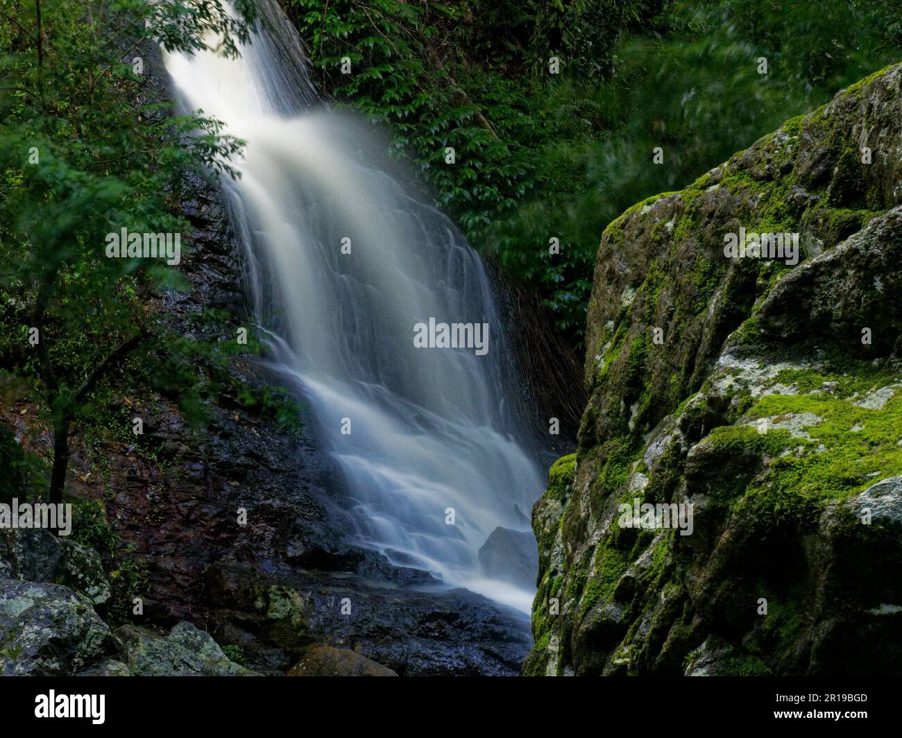 A spectacular waterfall cascading down through a vibrant green forest ...