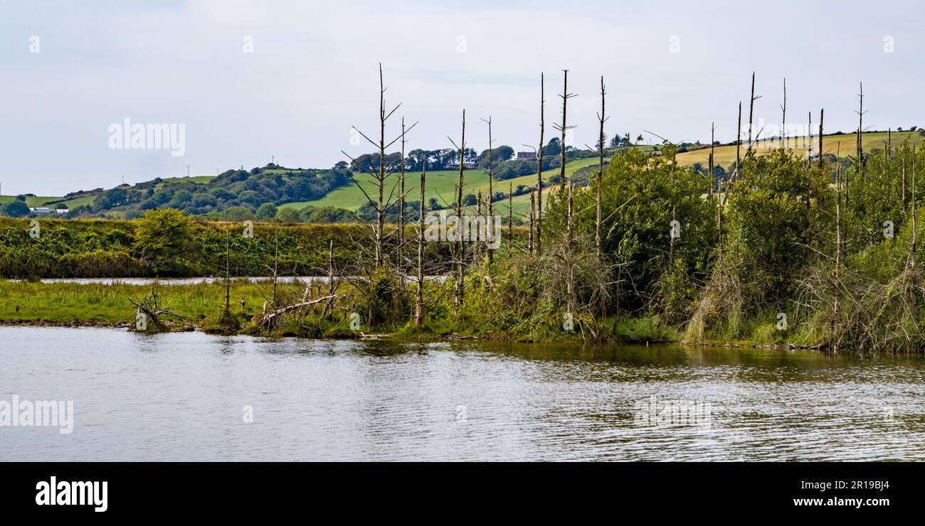 Swampy plant hi-res stock photography and images - Alamy