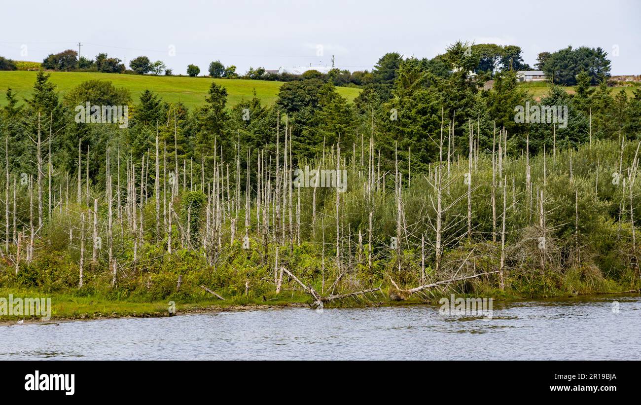 Dead trees on swampy soil in Ireland, landscape. Swamp Stock Photo - Alamy