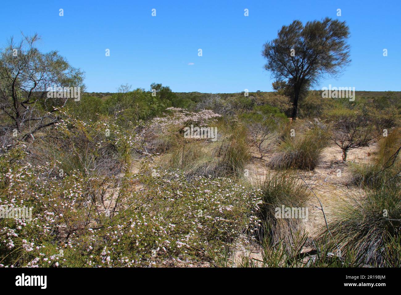 desert at kalbarri in australia Stock Photo - Alamy