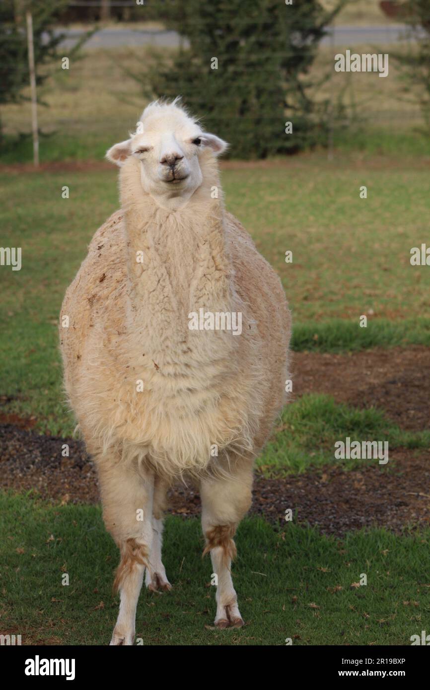 Close up Lama Stock Photo - Alamy