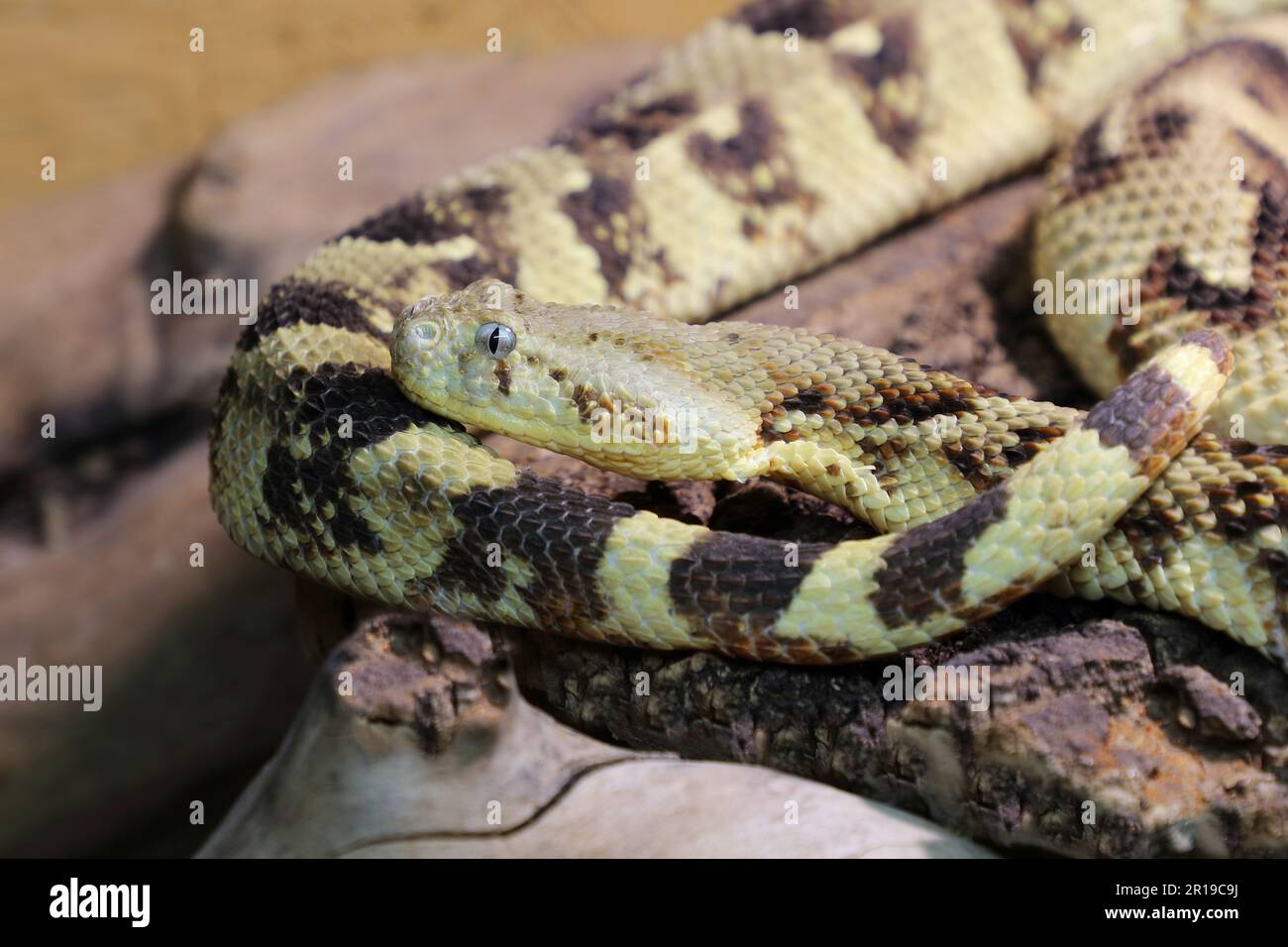 Puffotter / Puff adder / Bitis arietans Stock Photo - Alamy