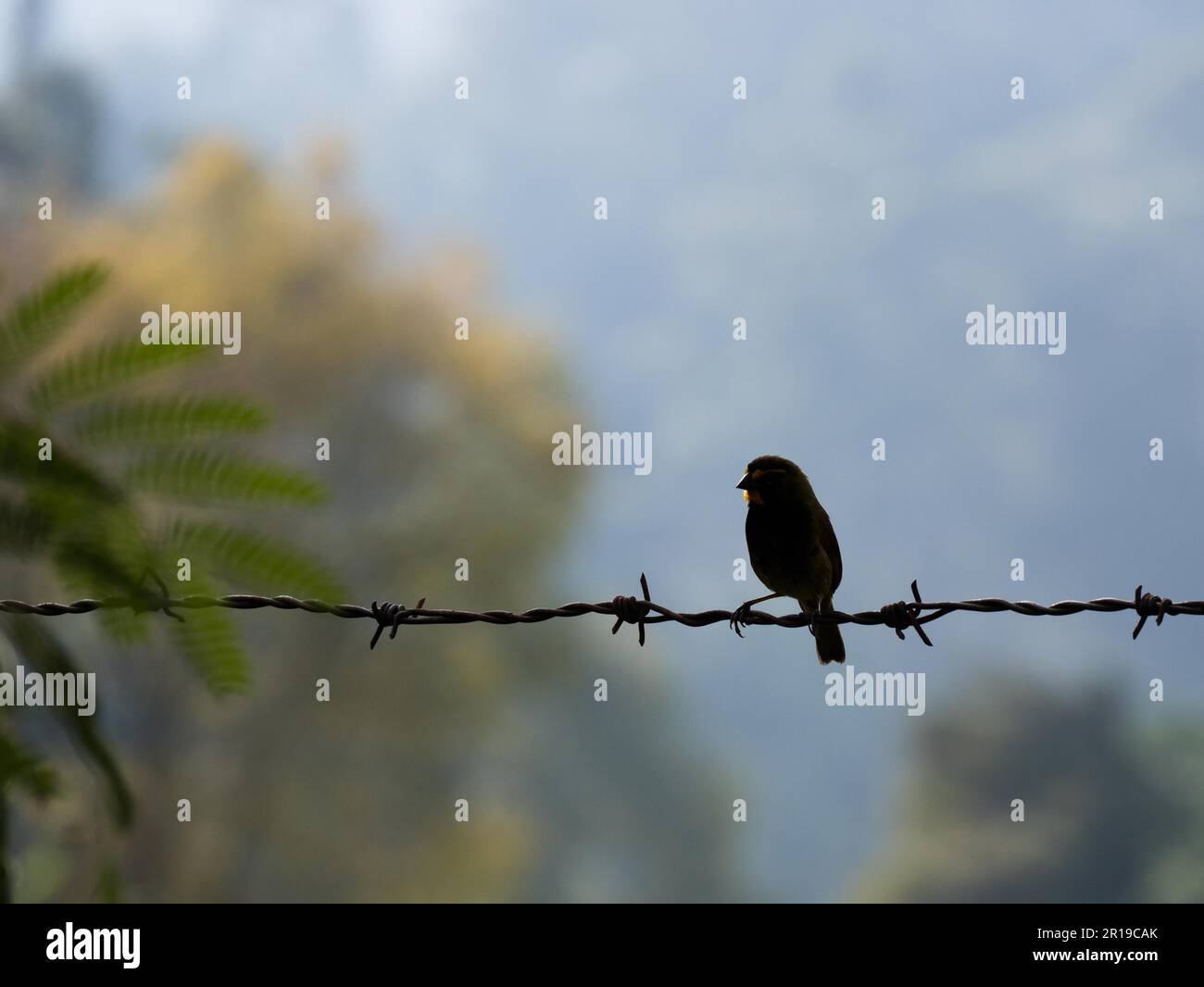 Silhouette bird barbed wire hi-res stock photography and images - Alamy