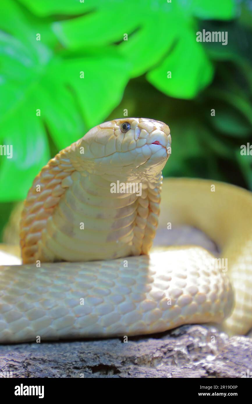 Monokelkobra / Monocled cobra / Naja kaouthia Stock Photo - Alamy