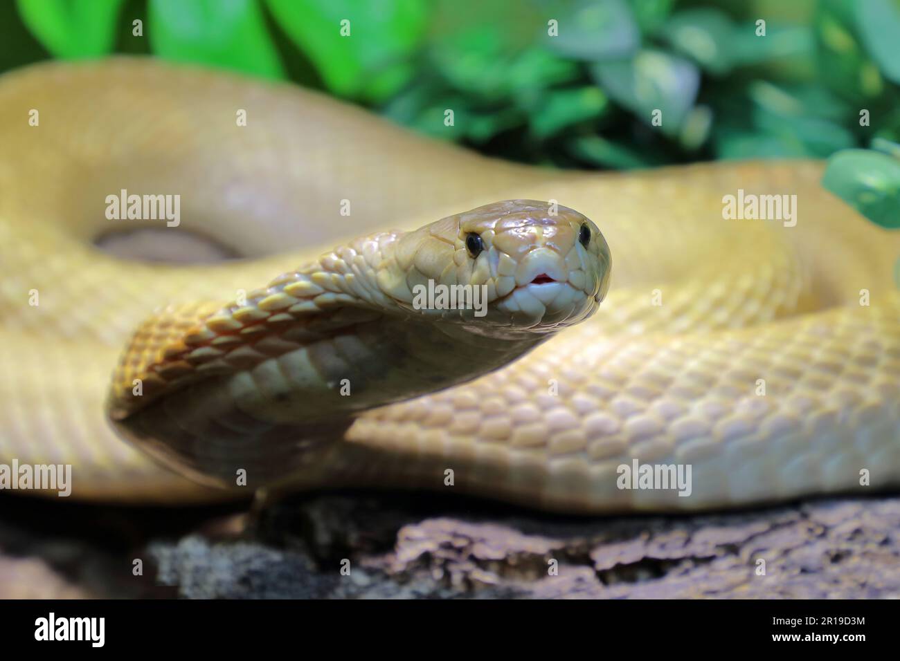 Indian spitting cobras hi-res stock photography and images - Alamy