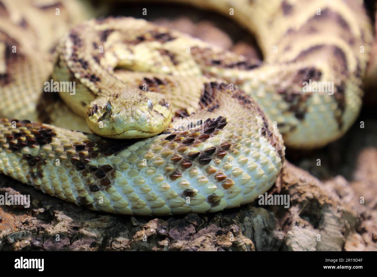 Puffotter / Puff adder / Bitis arietans Stock Photo - Alamy