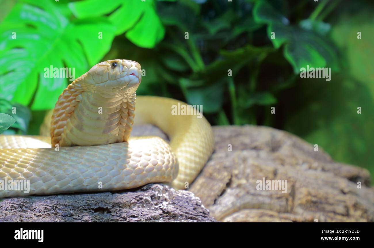 Monocled cobras hi-res stock photography and images - Alamy