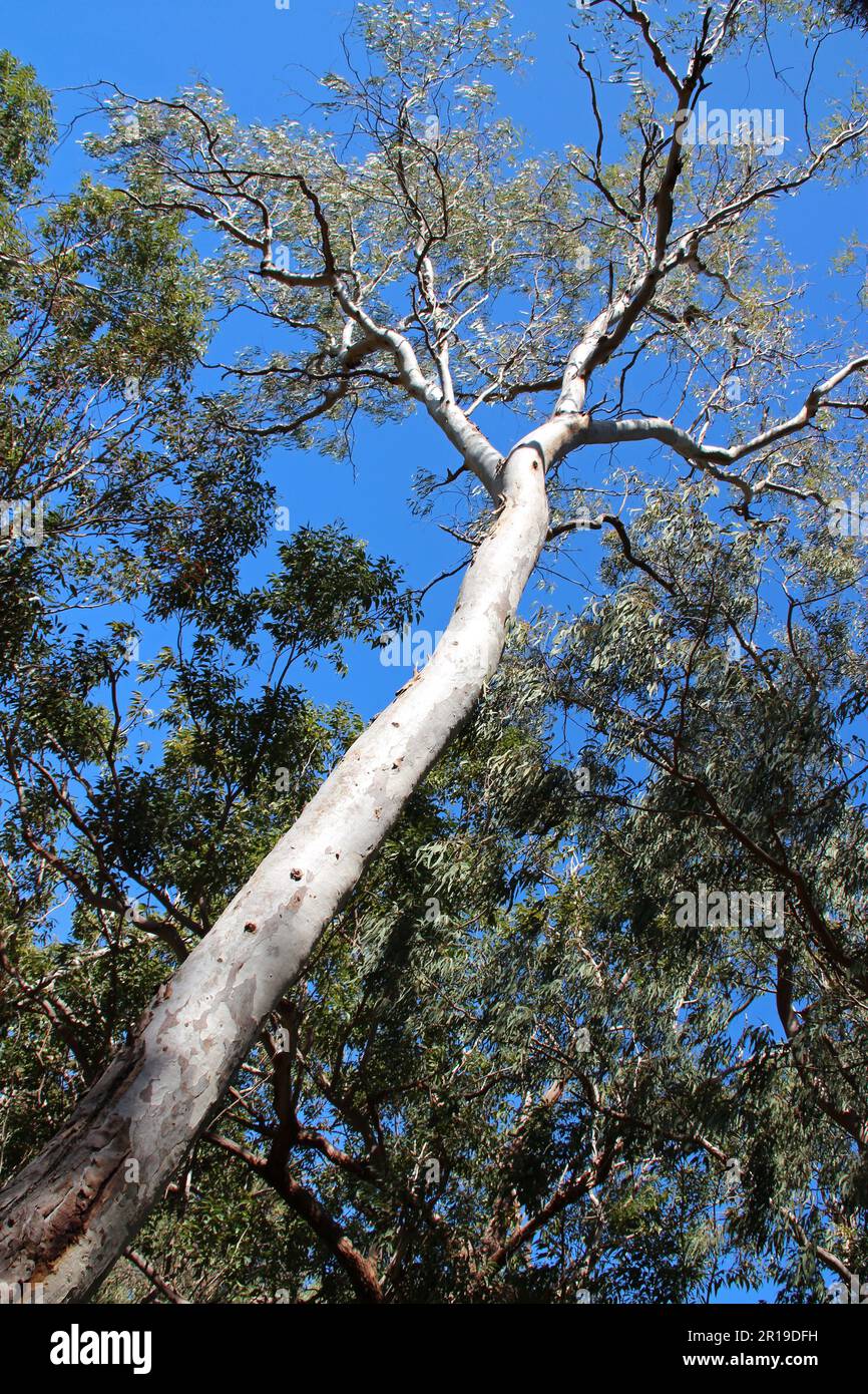 gum tree in a park in australia Stock Photo - Alamy