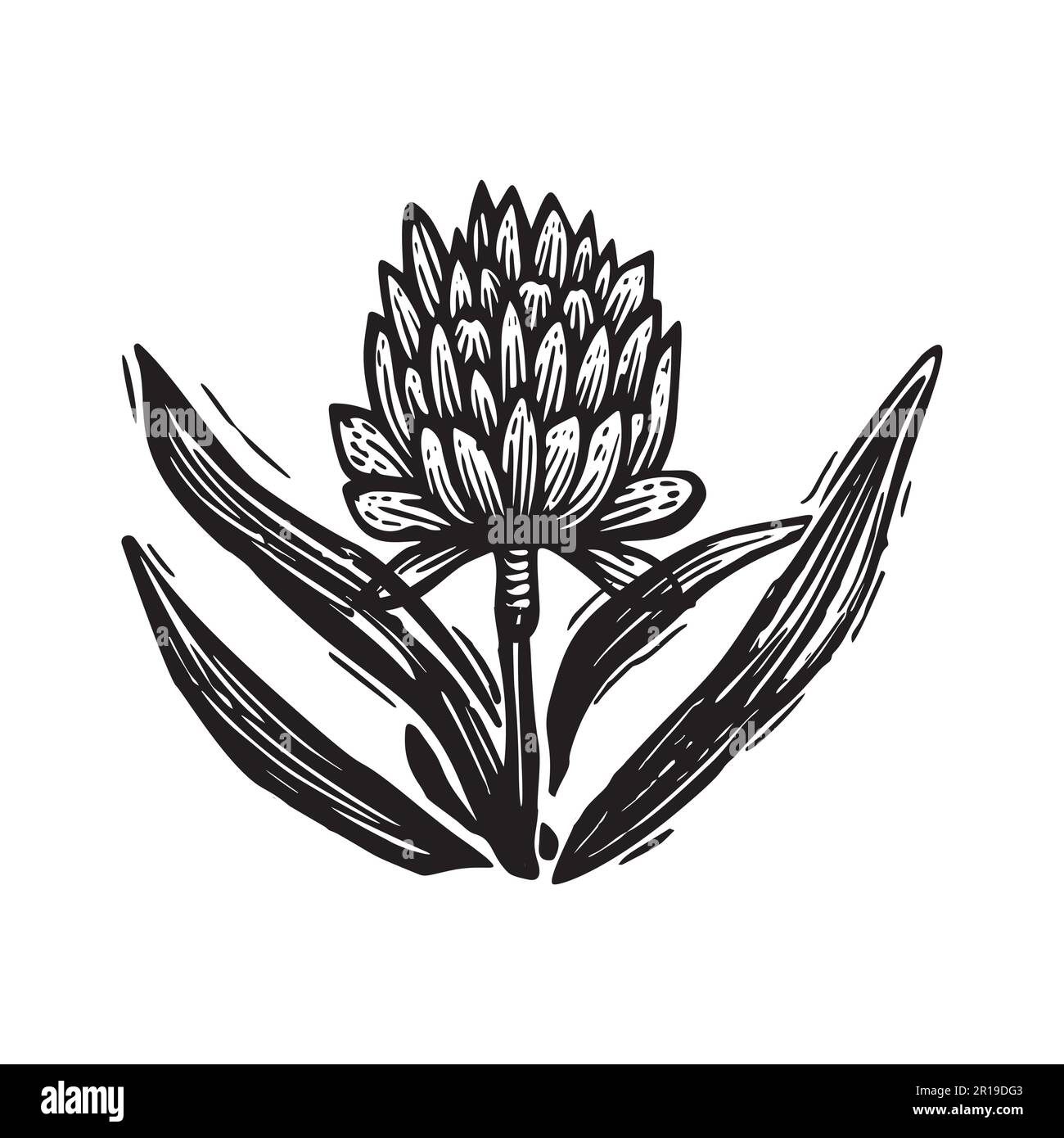 Linotype floral whimsical vector illustration. Handmade design of ...