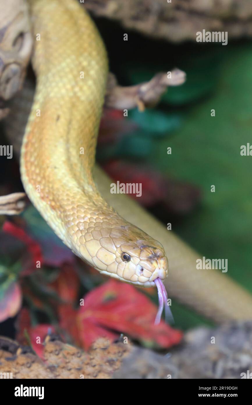 Indian spitting cobra hi-res stock photography and images - Alamy