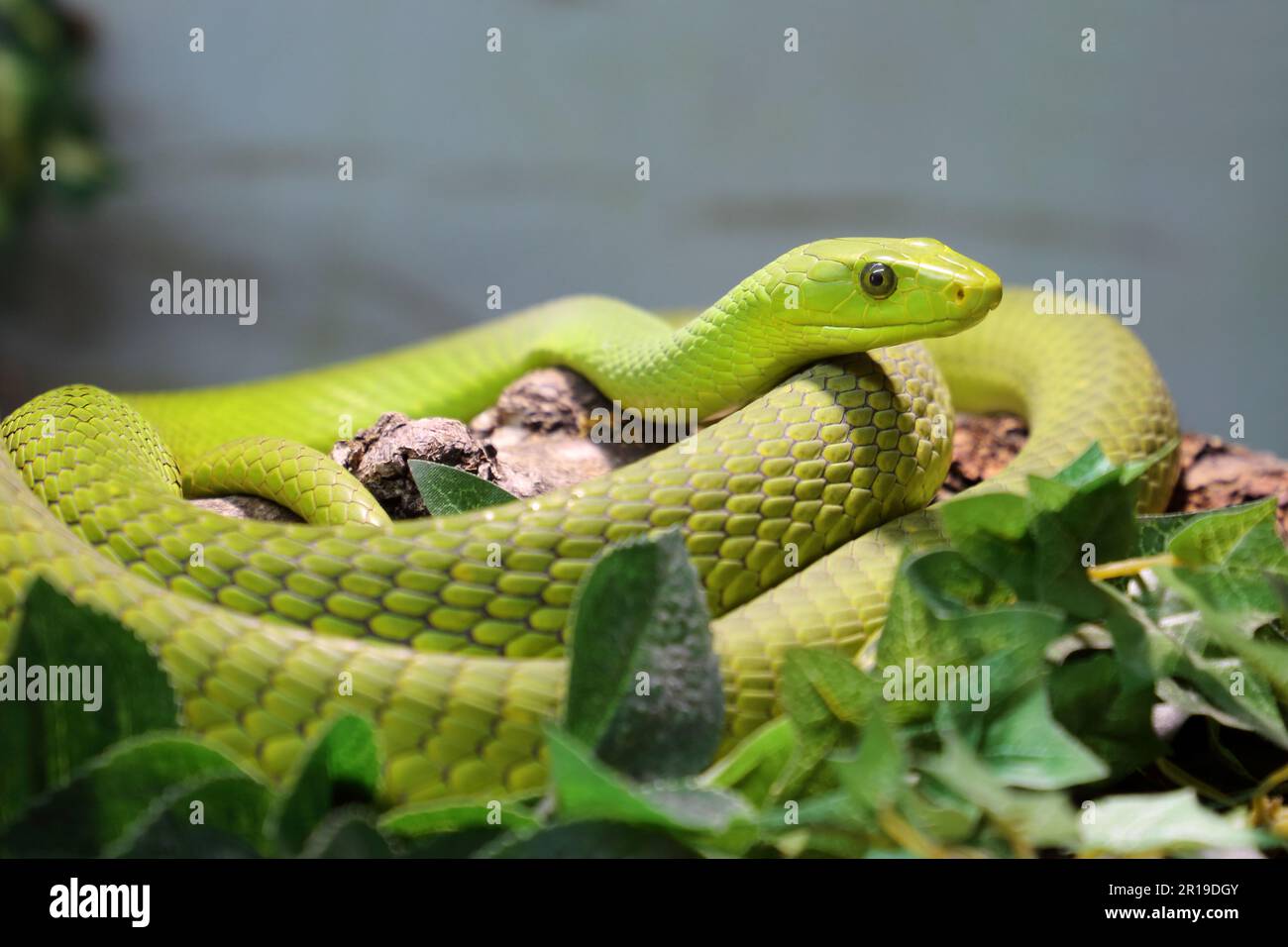 Schmalkopf mamba hi-res stock photography and images - Alamy