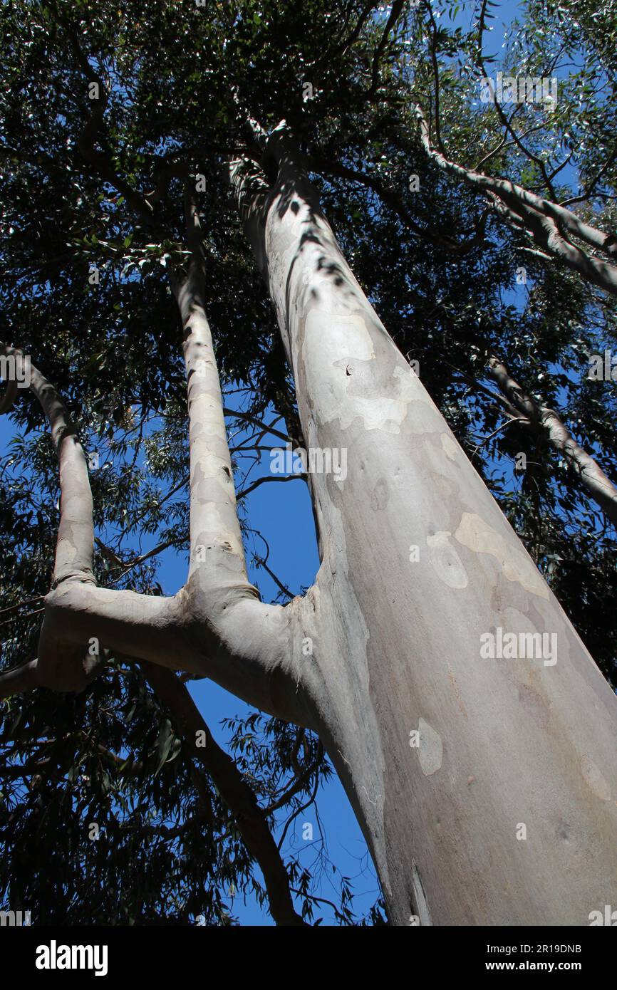 gum tree in a park in australia Stock Photo - Alamy