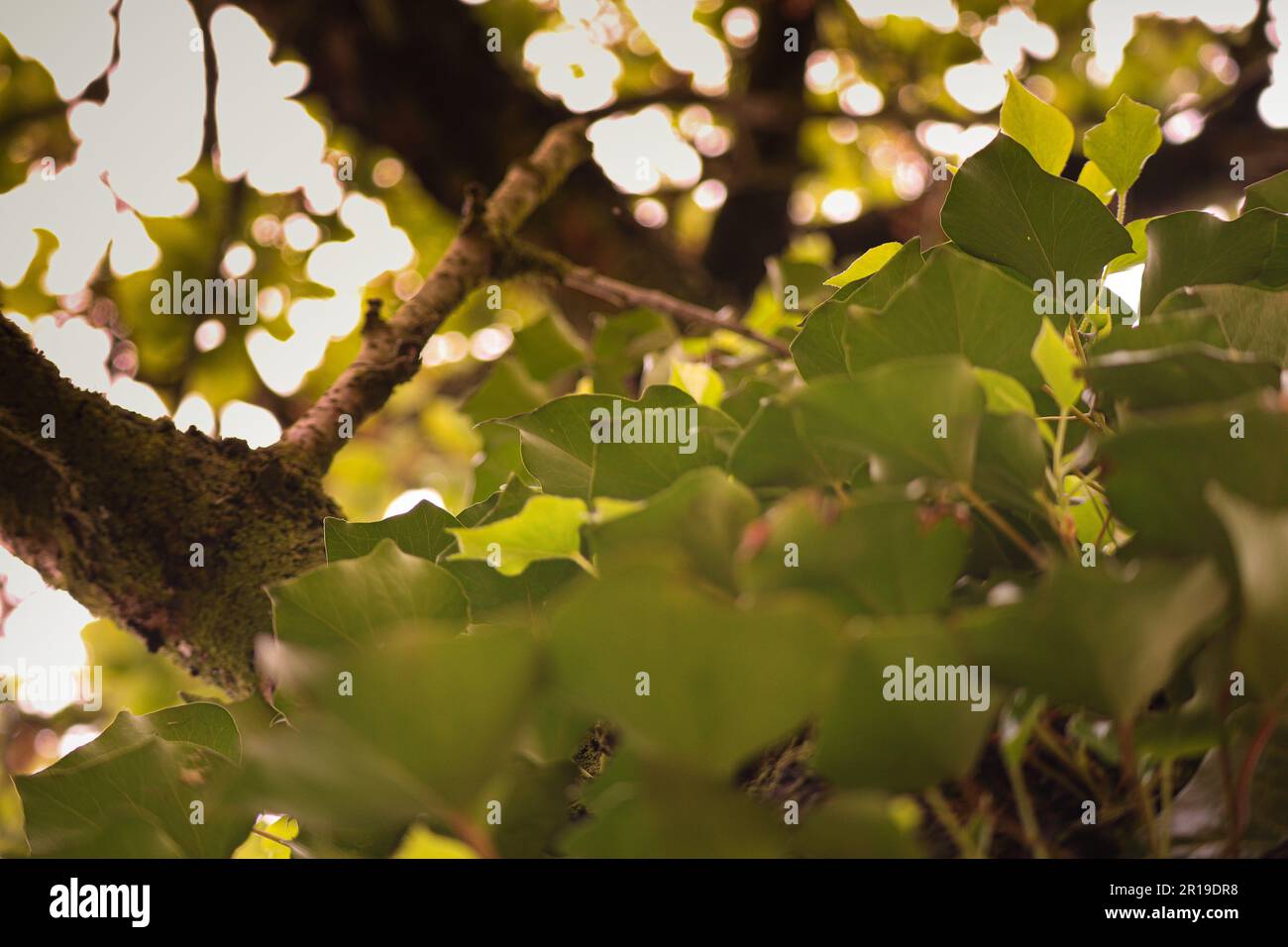 Overgrown old big tree Stock Photo - Alamy