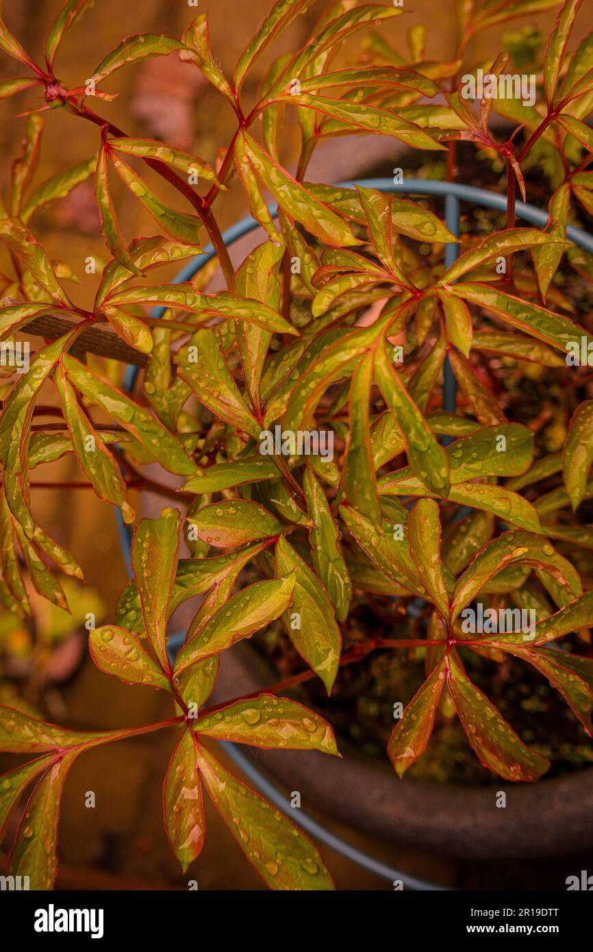 Green pottet plant hi-res stock photography and images - Alamy