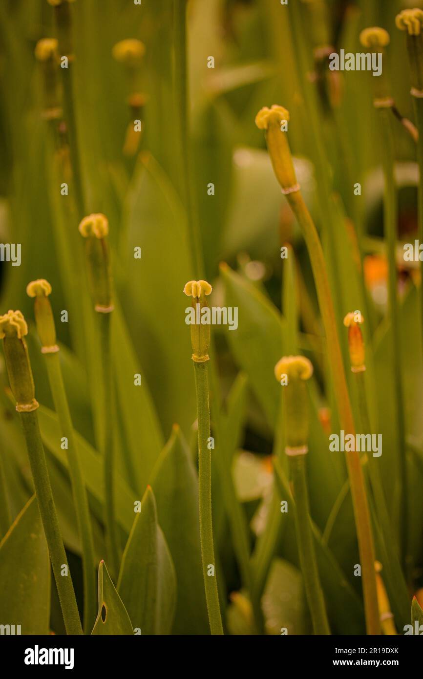 Green stem plant in my garden Stock Photo - Alamy