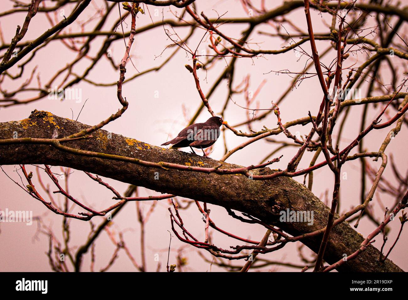 Birds in 4k hi-res stock photography and images - Alamy