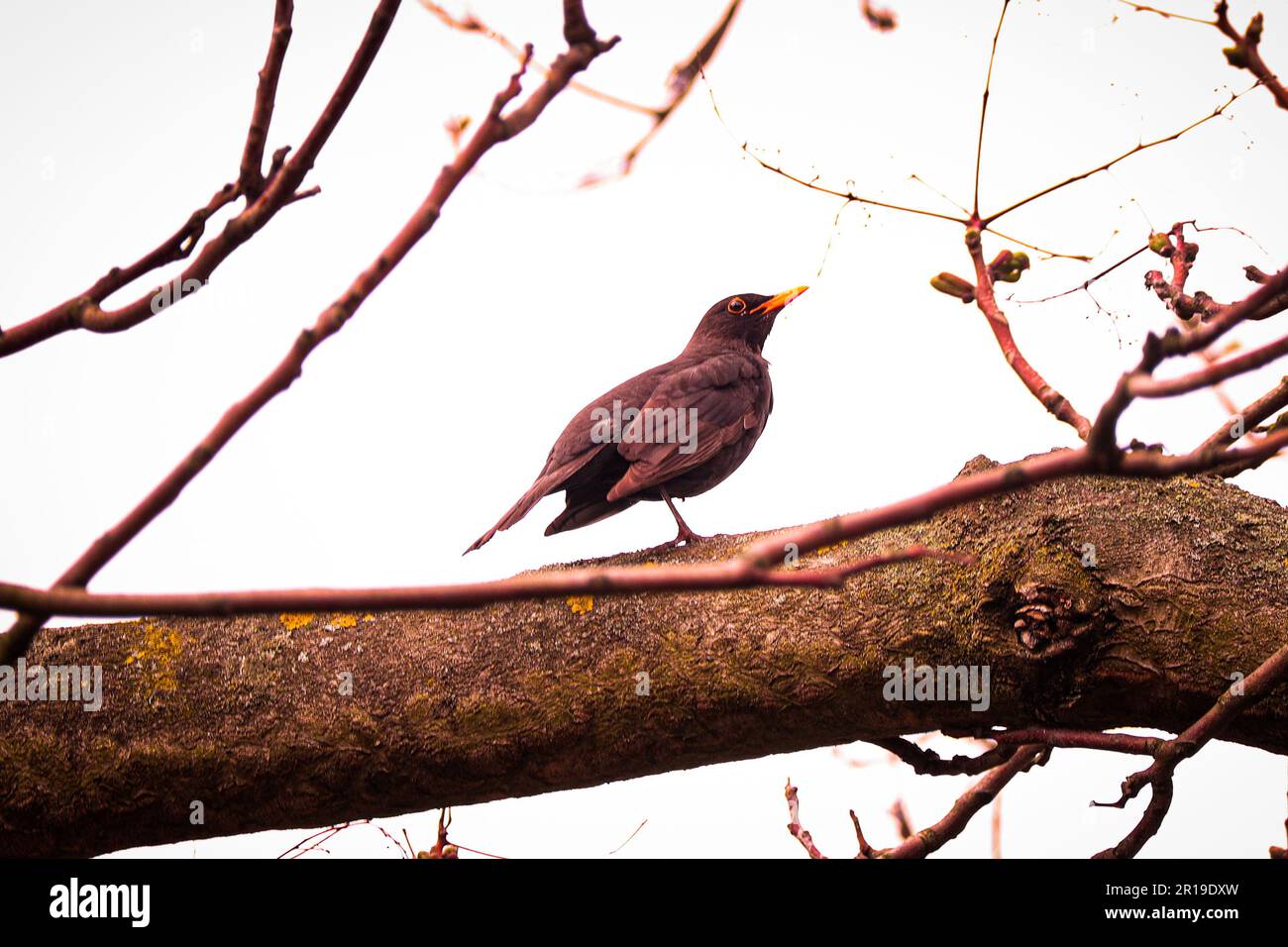 Birds in 4k hi-res stock photography and images - Alamy