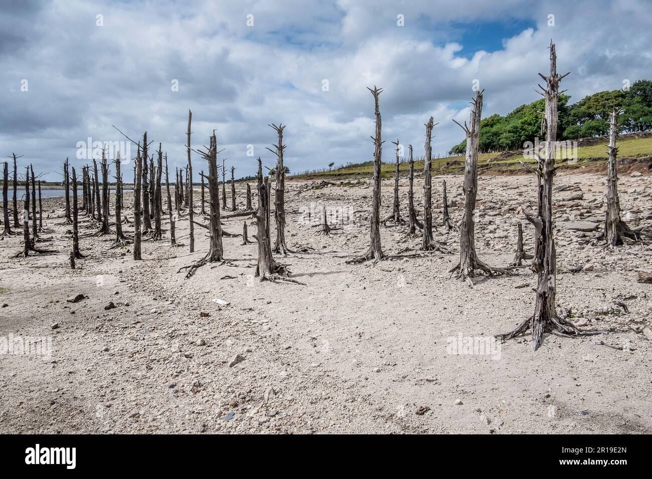 The remains of old dead trees exposed by falling water levels caused by ...