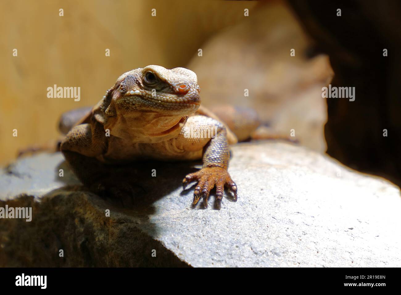 Common chuckwallas hi-res stock photography and images - Alamy