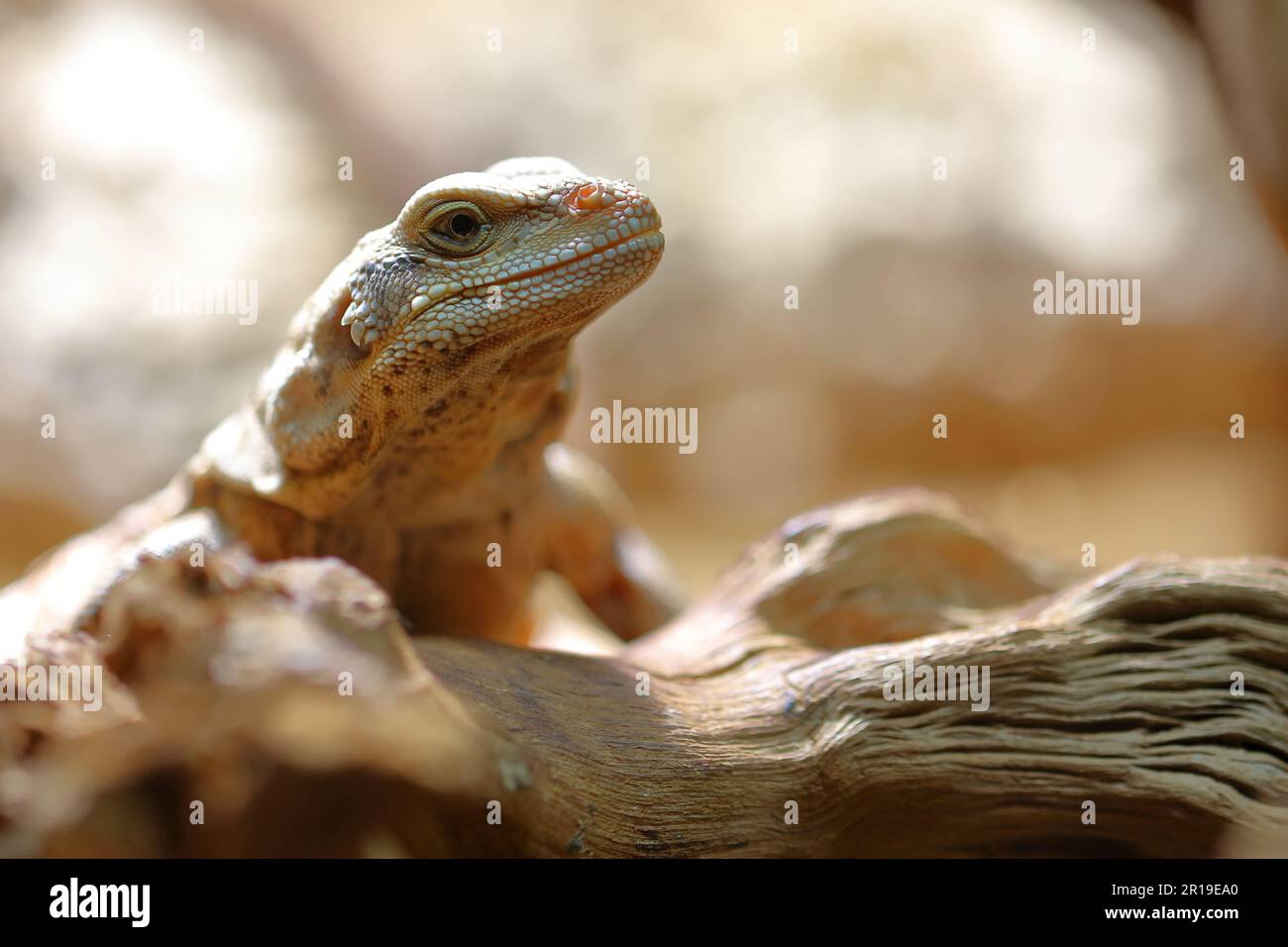 Chuckwalla / Common chuckwalla / Sauromalus ater Stock Photo - Alamy