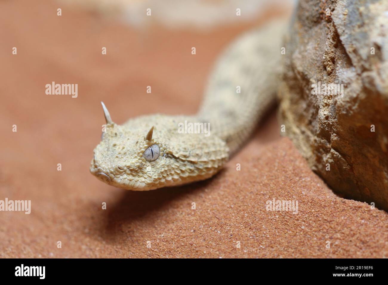 Wüsten-Hornviper / Saharan horned viper / Cerastes cerastes Stock Photo ...