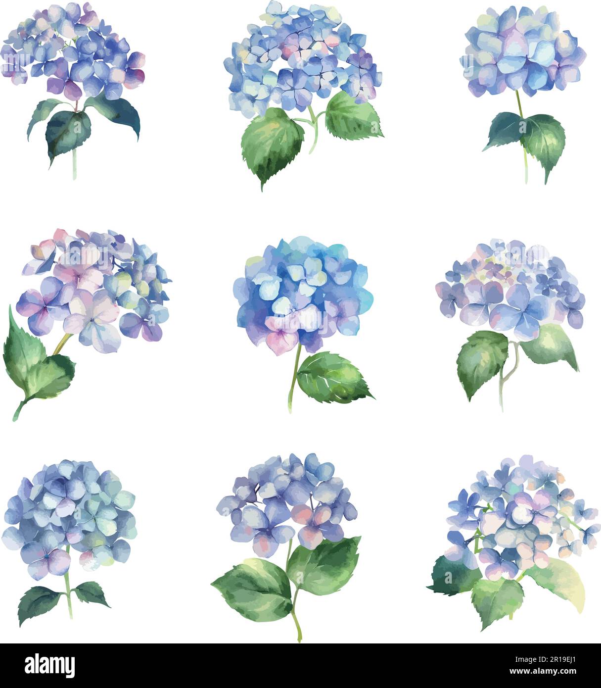 Set of watercolor hydrangea flowers. Vector illustration Stock Vector ...