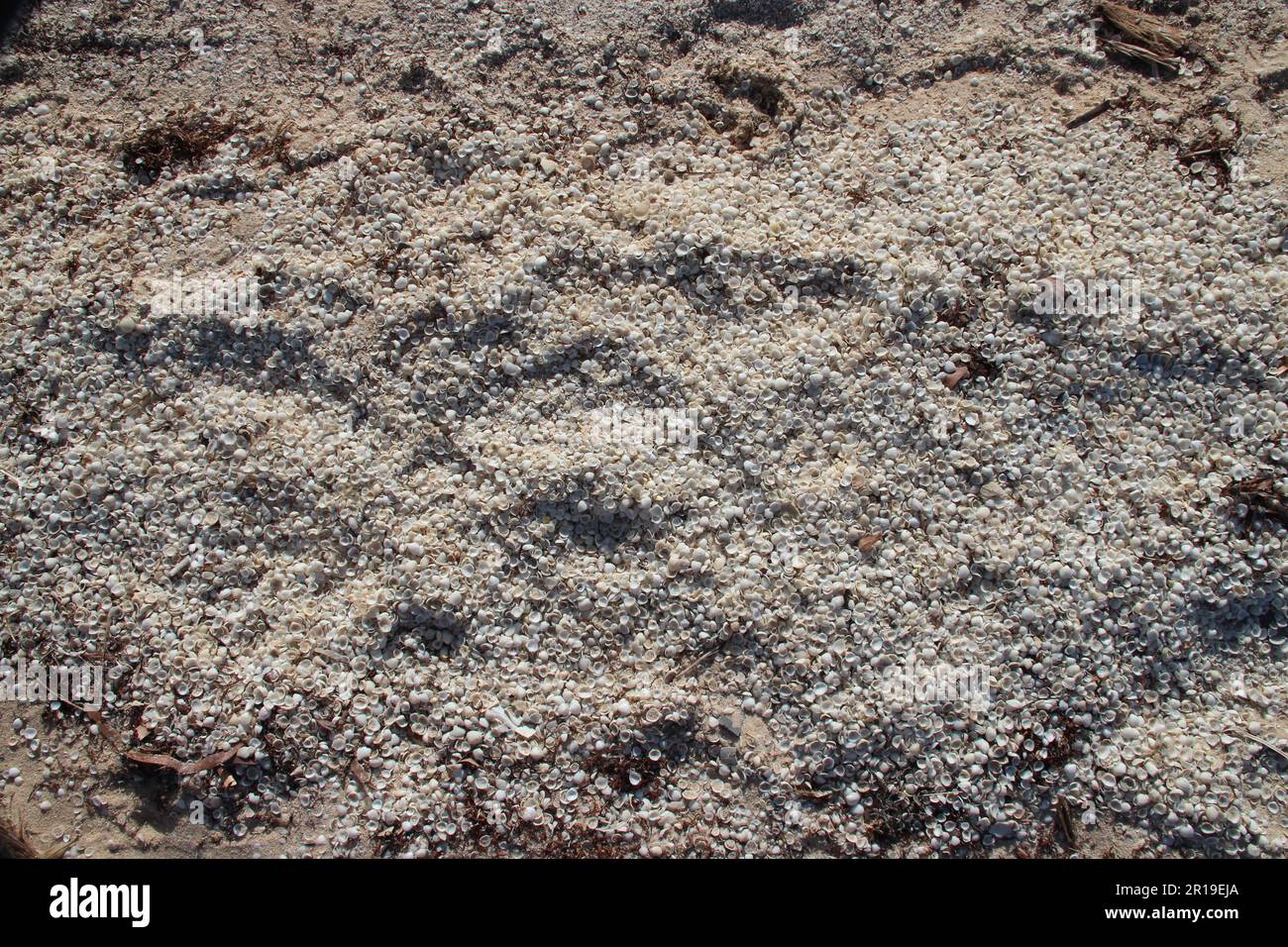 Shark bay australia shells hi-res stock photography and images - Alamy