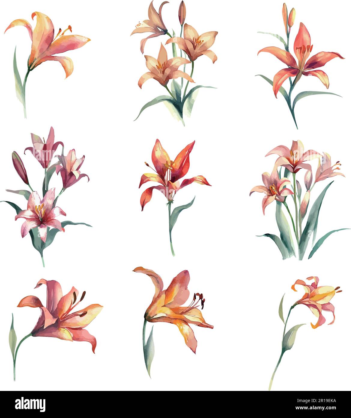 Beautiful vector watercolor set with lily flowers. Illustration Stock ...