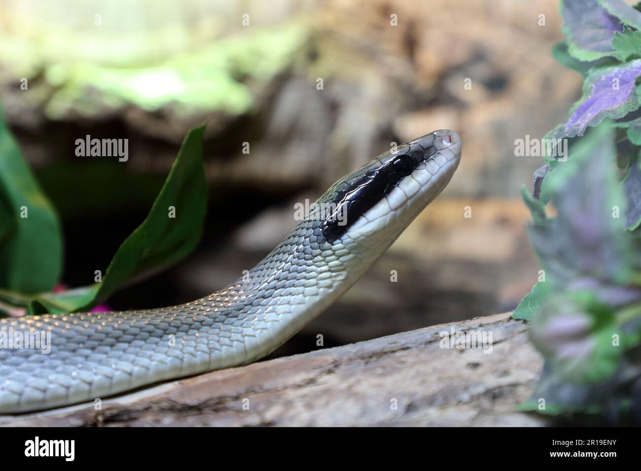 Beauty rat snakes hi-res stock photography and images - Alamy