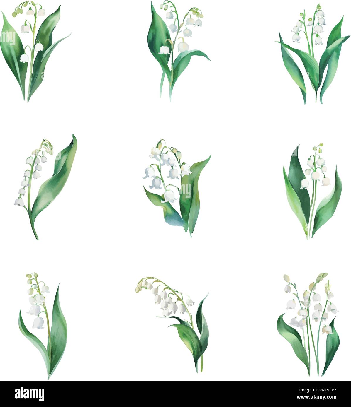 Lily of the valley watercolor vector set. Lily of the valley flowers Stock Vector Image & Art ...