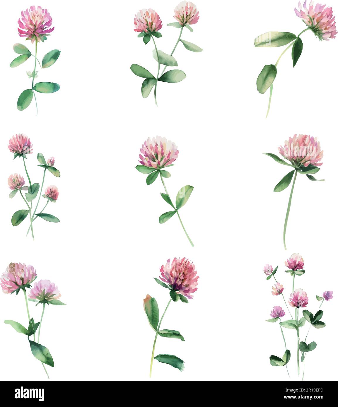 Watercolor set of red clover flowers, isolated on white background ...