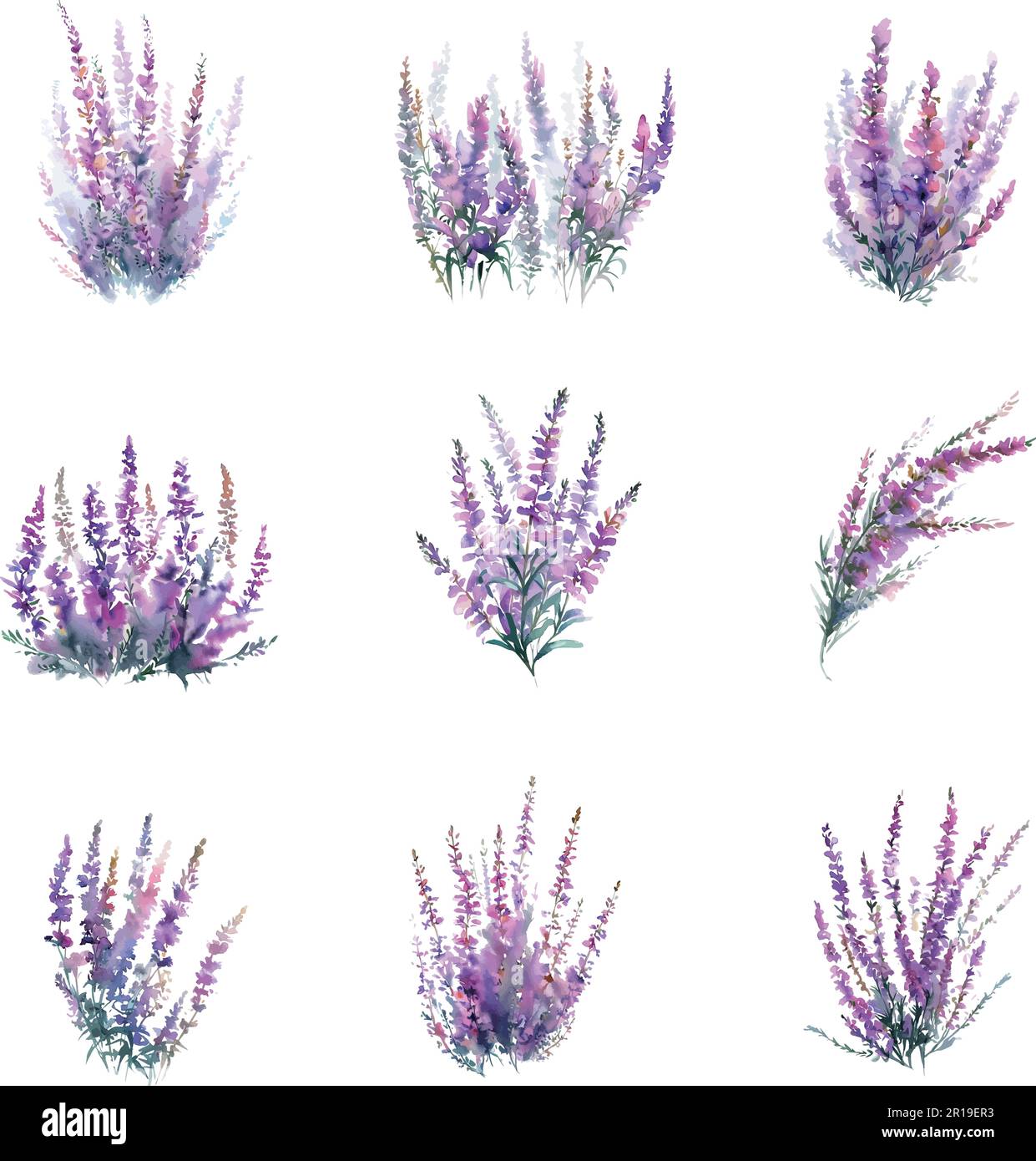 Watercolor heather flowers set. Hand painted heather flowers isolated ...