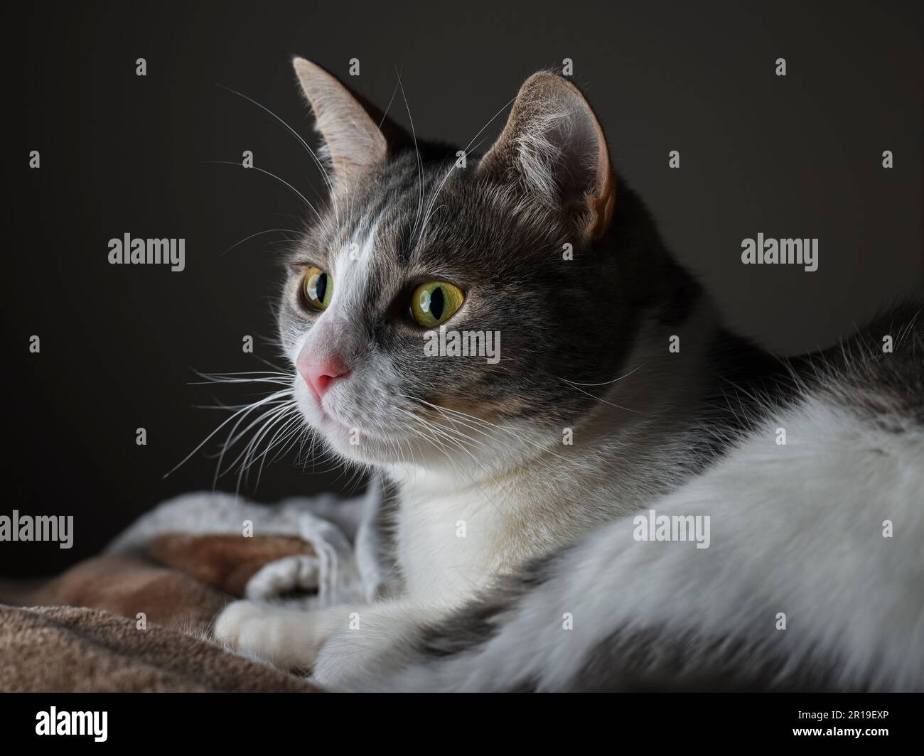 White gray tabby curled hi-res stock photography and images - Alamy