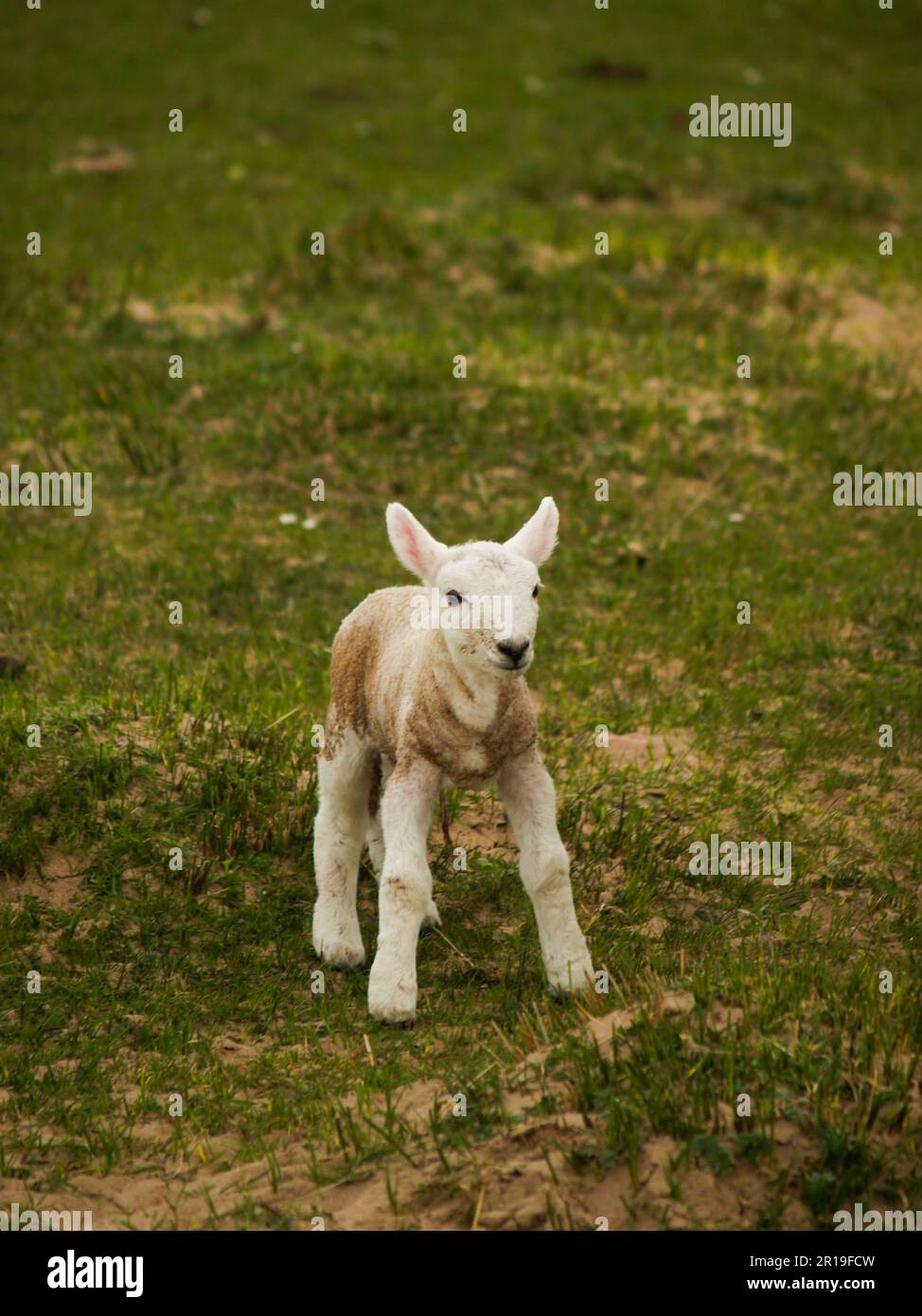 A newborn lamb stands with umbilical cord still attached Stock Photo ...