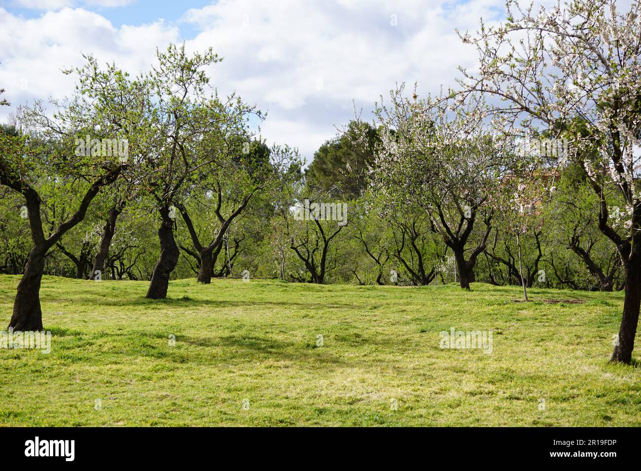 Outdoor spring blossoms hi-res stock photography and images - Alamy