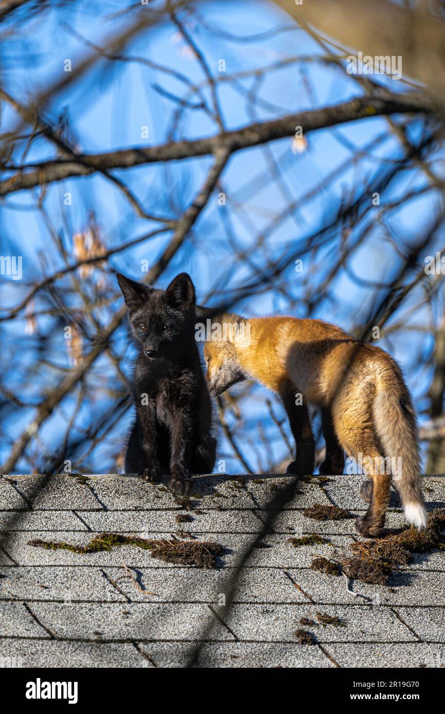 Black and Red Variants of Young American Red Foxes (Vulpes vulpes ...