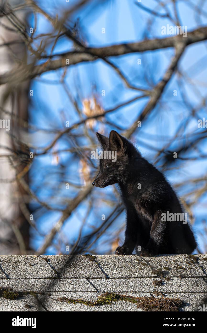 Young Black Variant American Red Fox (Vulpes vulpes fulvus) on a Roof ...