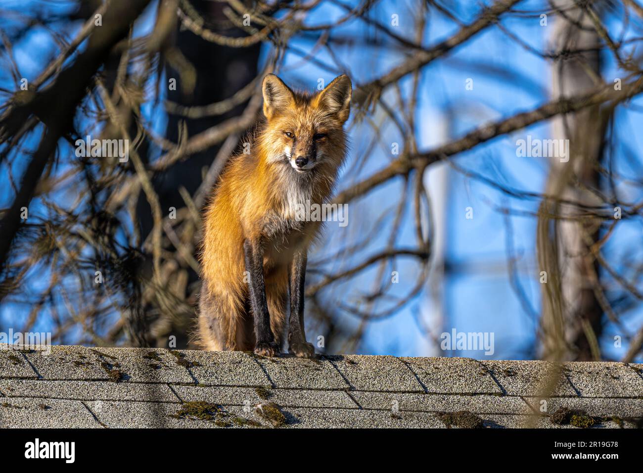 American Red Fox (Vulpes vulpes fulvus) on a Roof of a House Stock ...