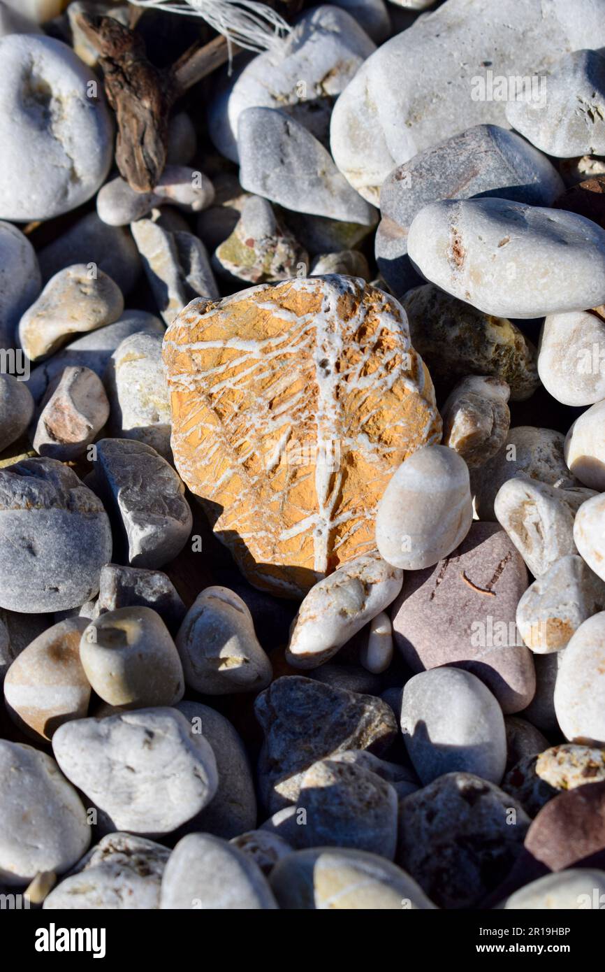 Focil hi-res stock photography and images - Alamy