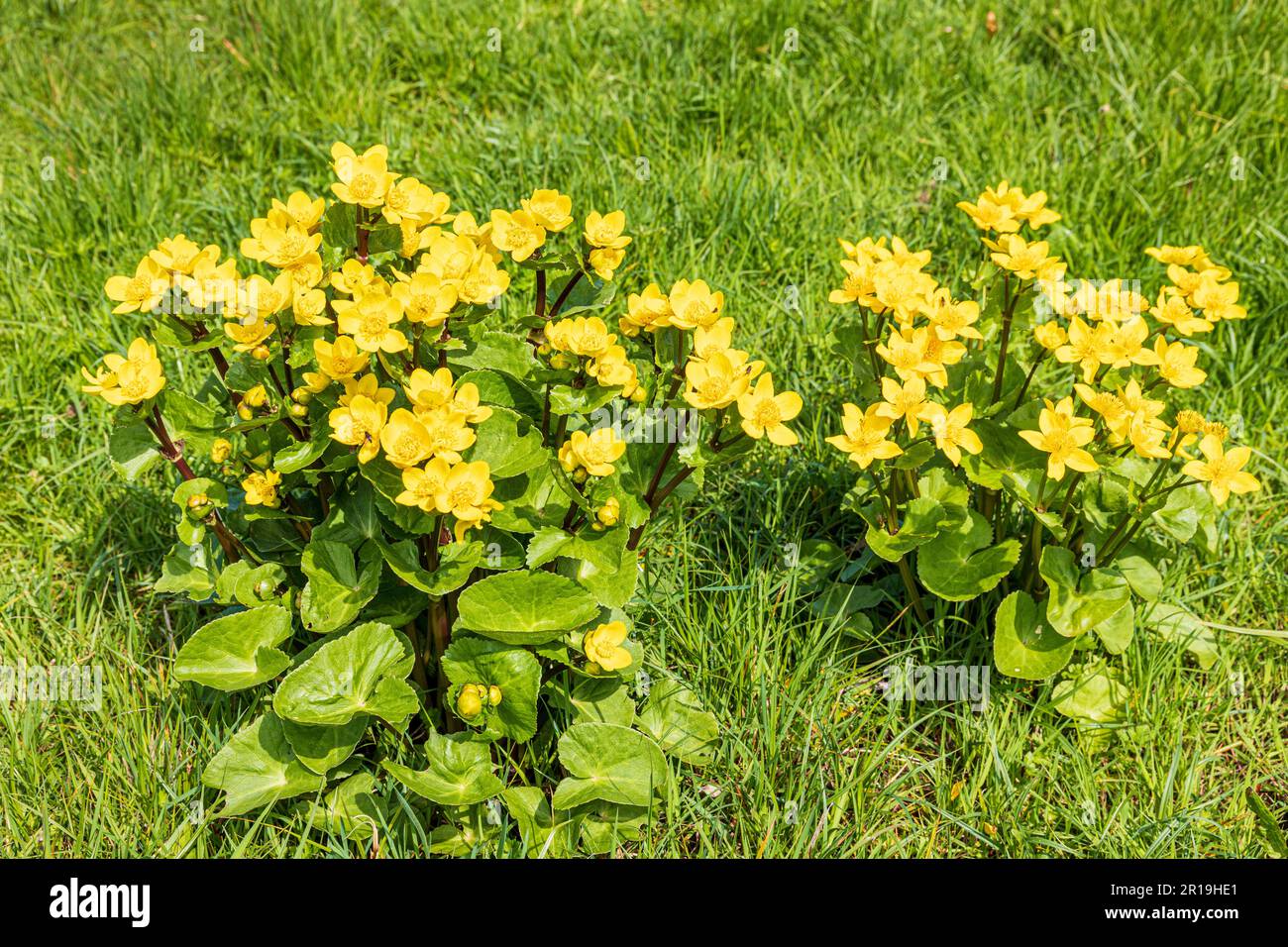 Marsh Marigolds (Caltha palustris L.) growing on the green in the ...