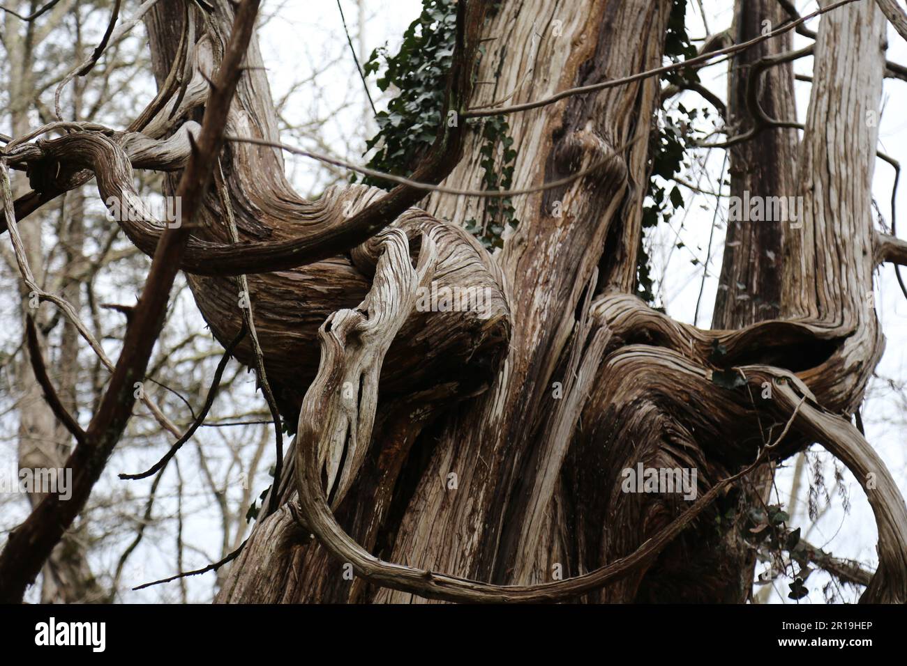 A mature tree with a gnarled trunk and branches, completely cocooned in ...