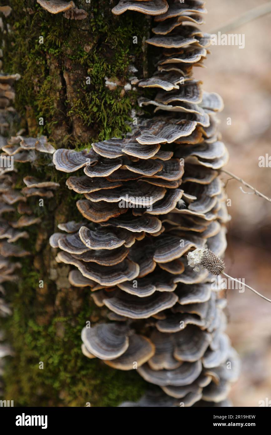 Woodland tree roots moss fungi hi-res stock photography and images - Alamy
