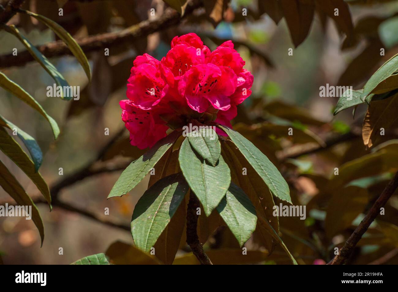 State tree of sikkim hi-res stock photography and images - Alamy