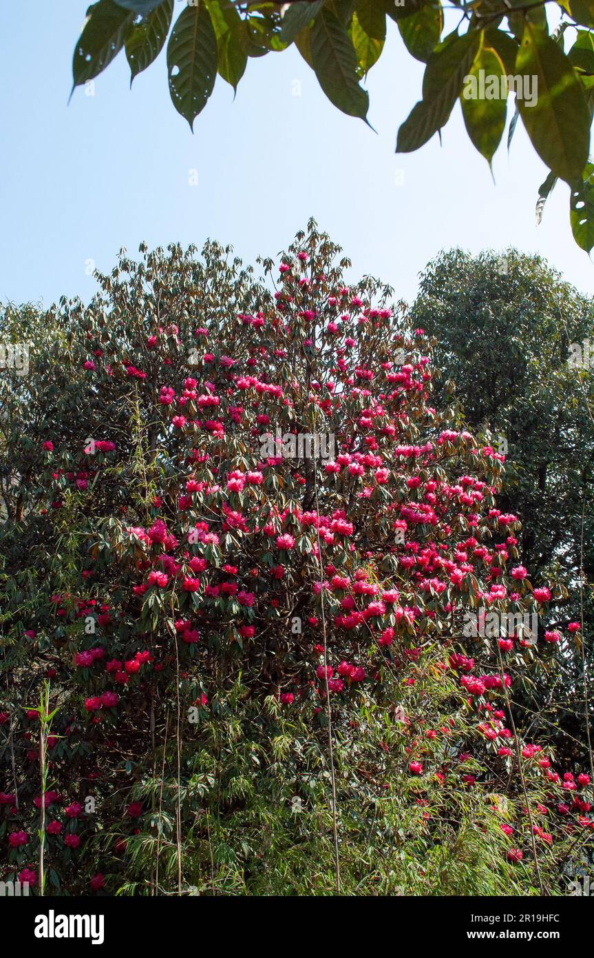 State tree of sikkim hi-res stock photography and images - Alamy