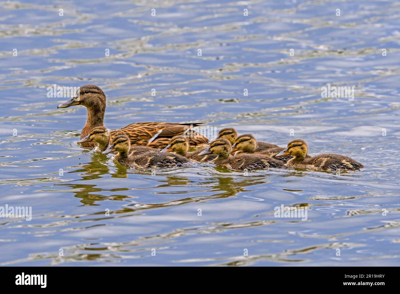 Mallard / wild duck (Anas platyrhynchos) female swimming with seven ...