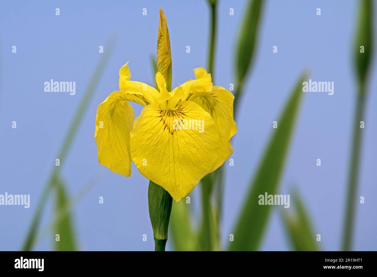 Yellow Flag Yellow Iris Water Flag Iris Pseudacorus In Flower Along Lake Bank In Spring