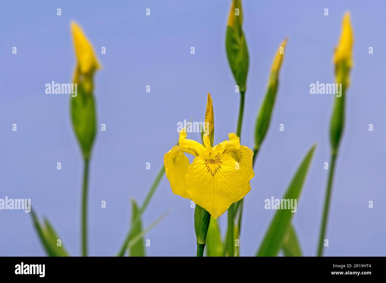 Water flag hi-res stock photography and images - Alamy